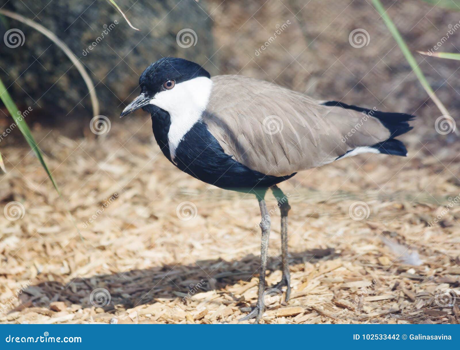 Lapwing stock photo. Image of color, plumage, white - 102533442