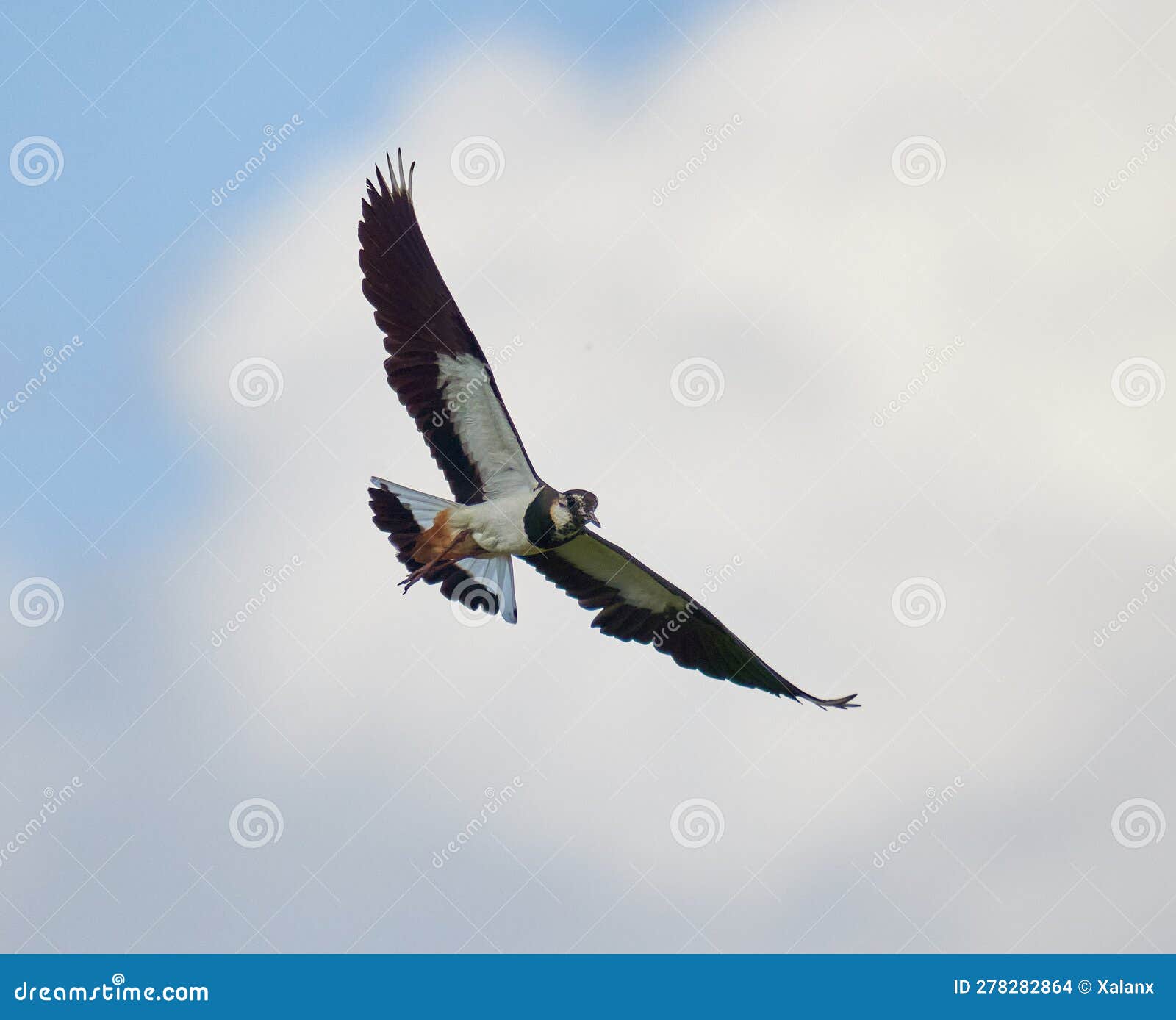 Lapwing in mid flight stock photo. Image of natural - 278282864