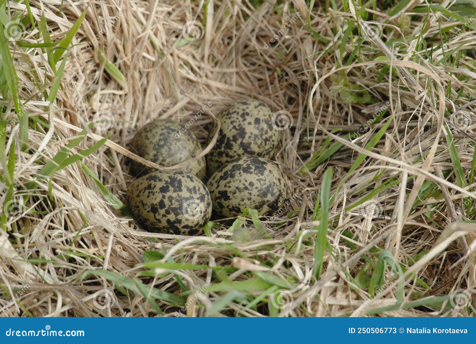 Lapwing Nest with Eggs in the Grass. Stock Image - Image of wildlife ...