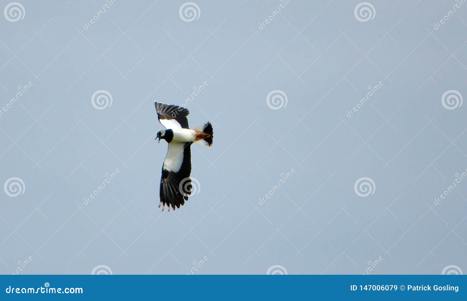 Lapwing in flight display. stock image. Image of wader - 147006079