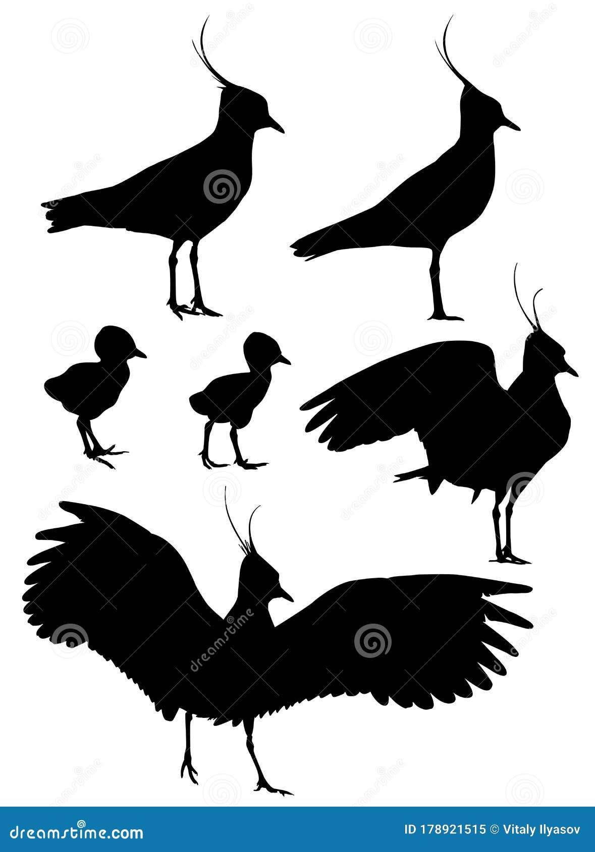 Northern Lapwing with Chicks Silhouettes Set Stock Vector ...