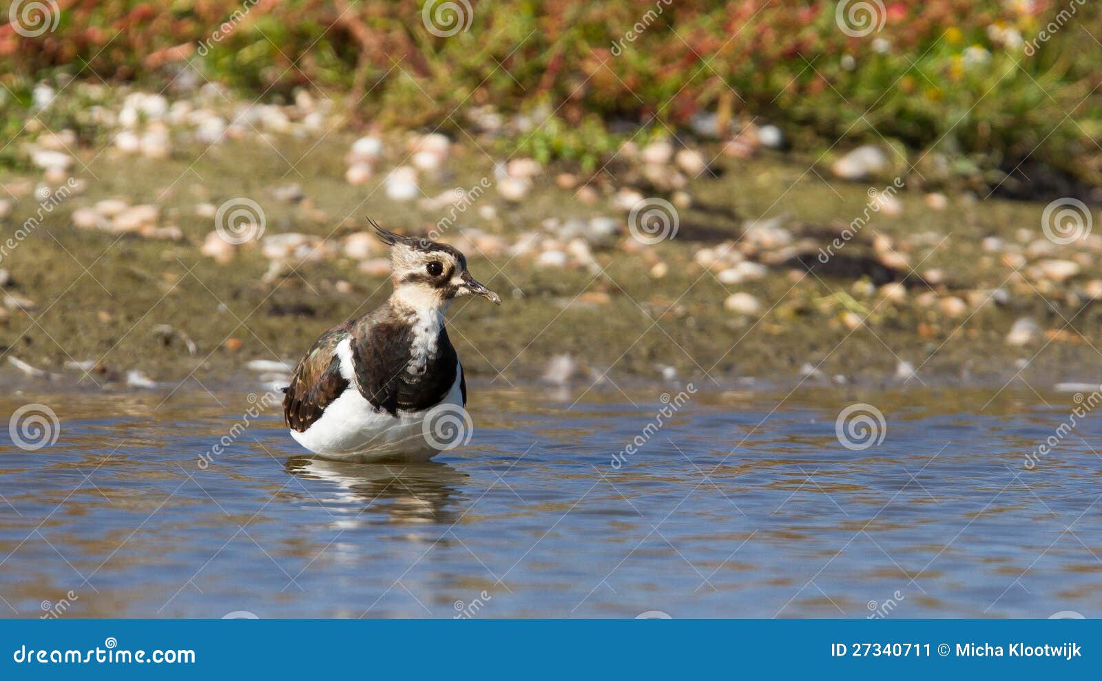 Lapwing Taking a Bath in a Lake Stock Image - Image of peewit, animal ...