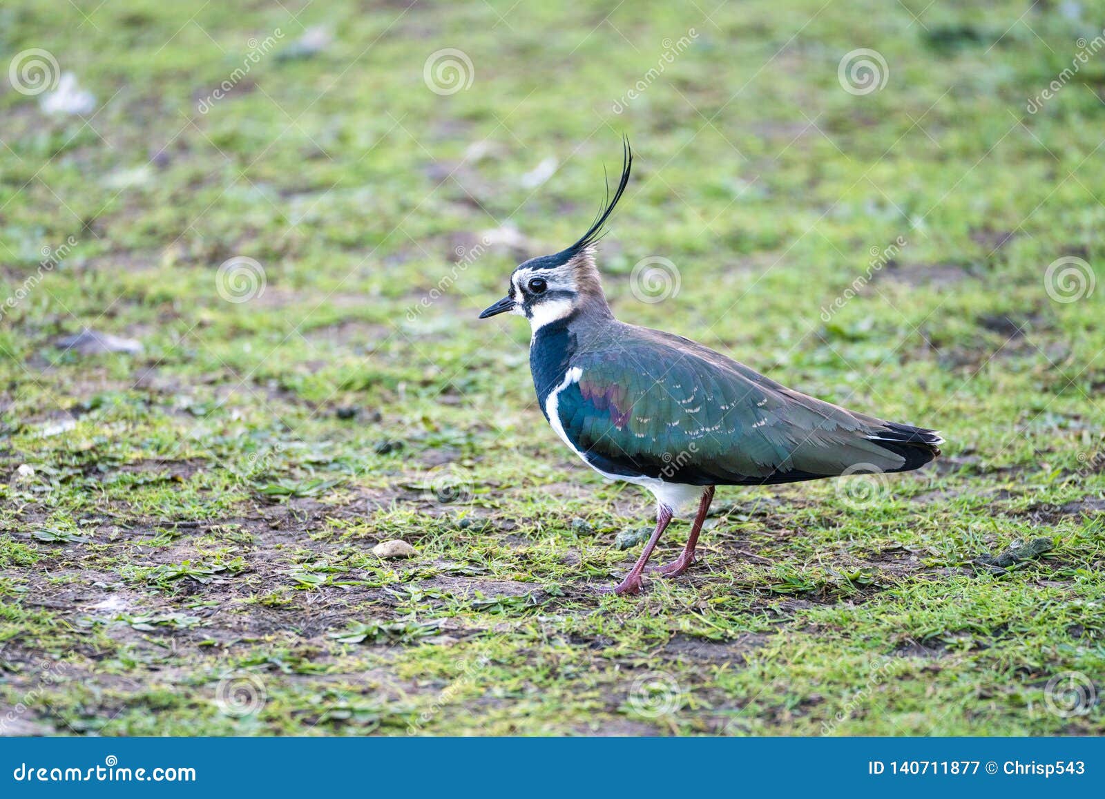 Lapwing Vanellus vanellus stock image. Image of crested - 140711877