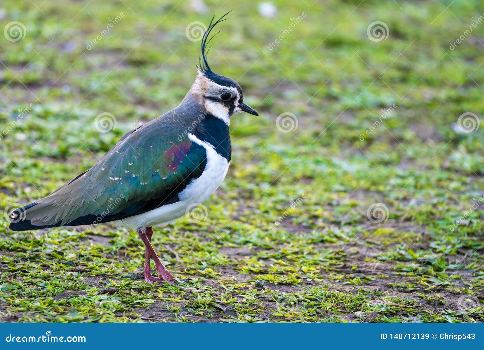 Lapwing Vanellus vanellus stock image. Image of animal - 140712139
