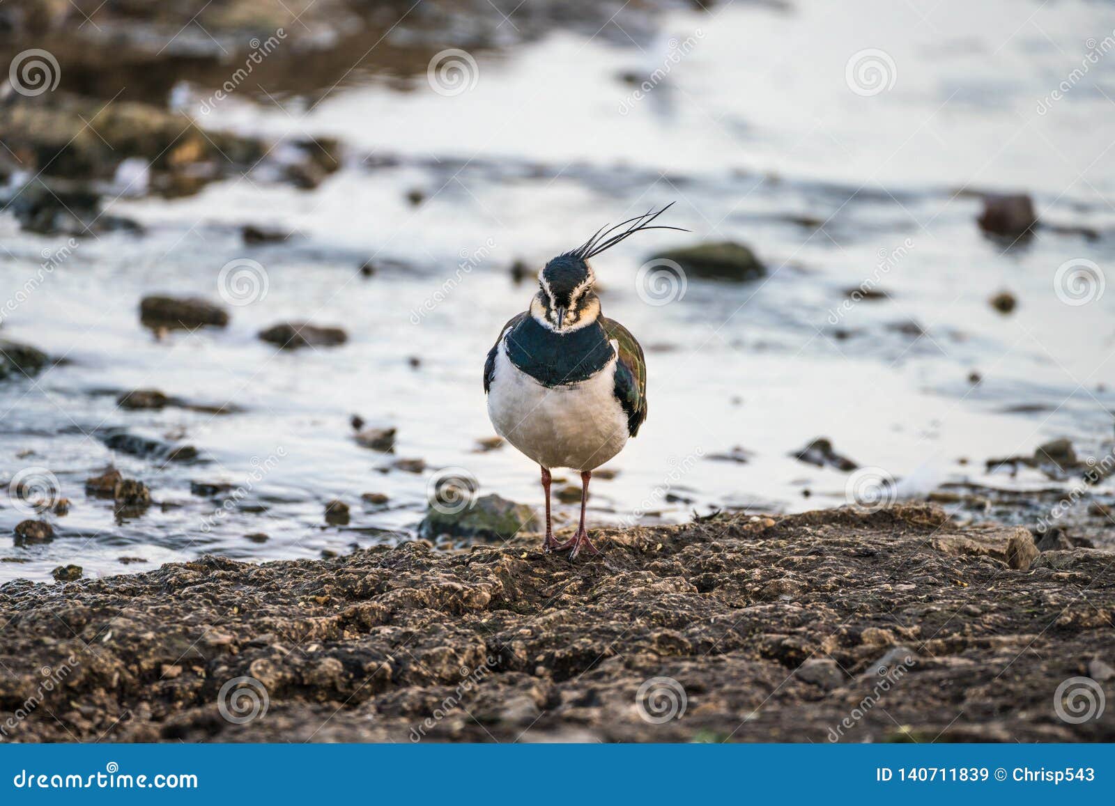 Lapwing Vanellus Vanellus Feigning a Wing Injury Stock Image - Image of ...