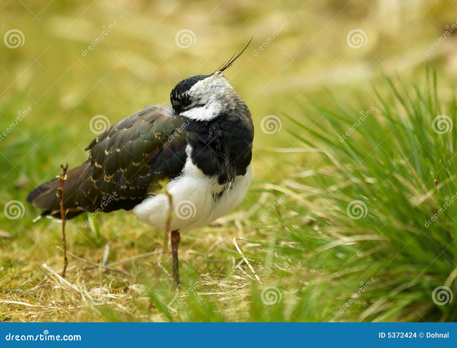 Lapwing - (Vanellus Vanellus) Stock Photo - Image of vanellus, lapwing ...