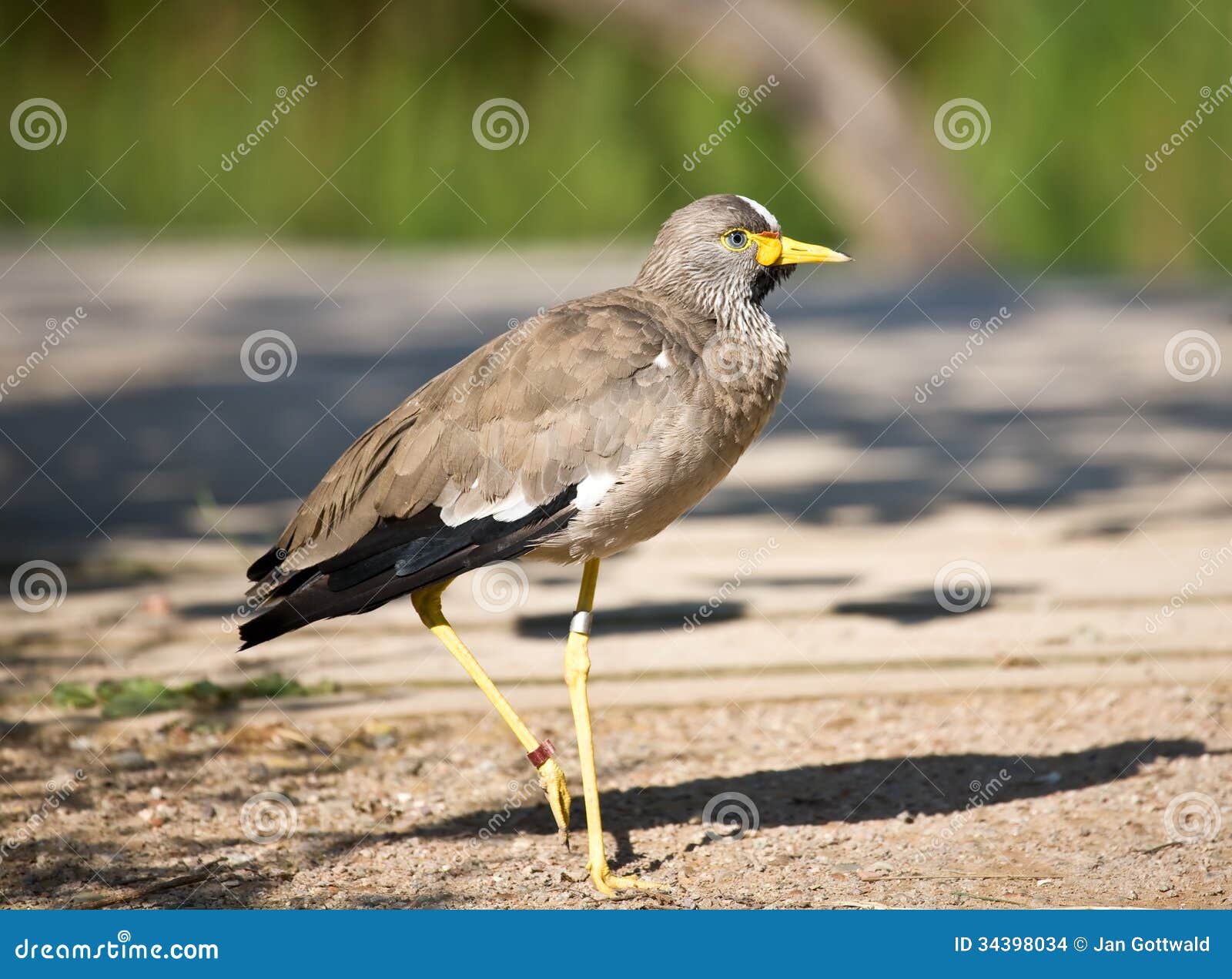 Lapwing stock photo. Image of beak, wild, wildlife, bird - 34398034