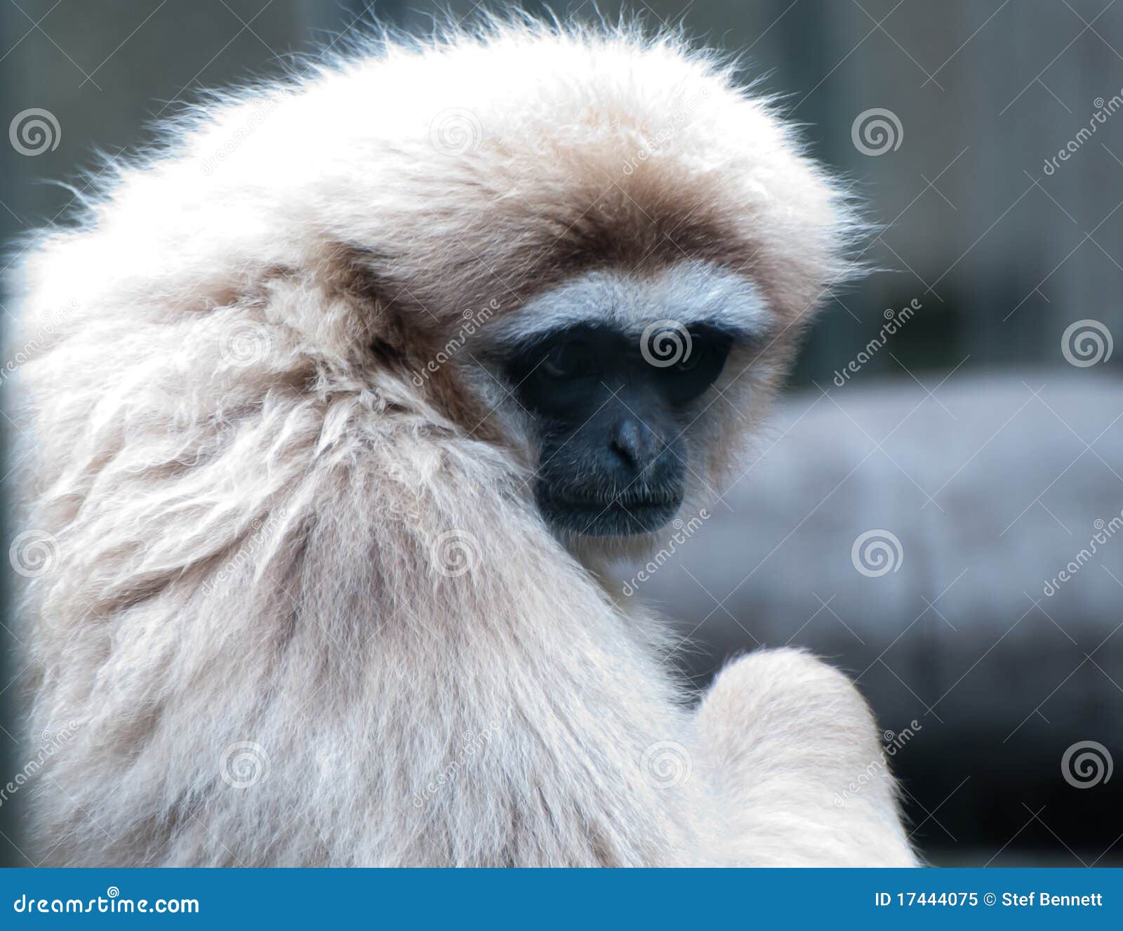 Lar Gibbon stock image. Image of gibbon, face, brown - 17444075