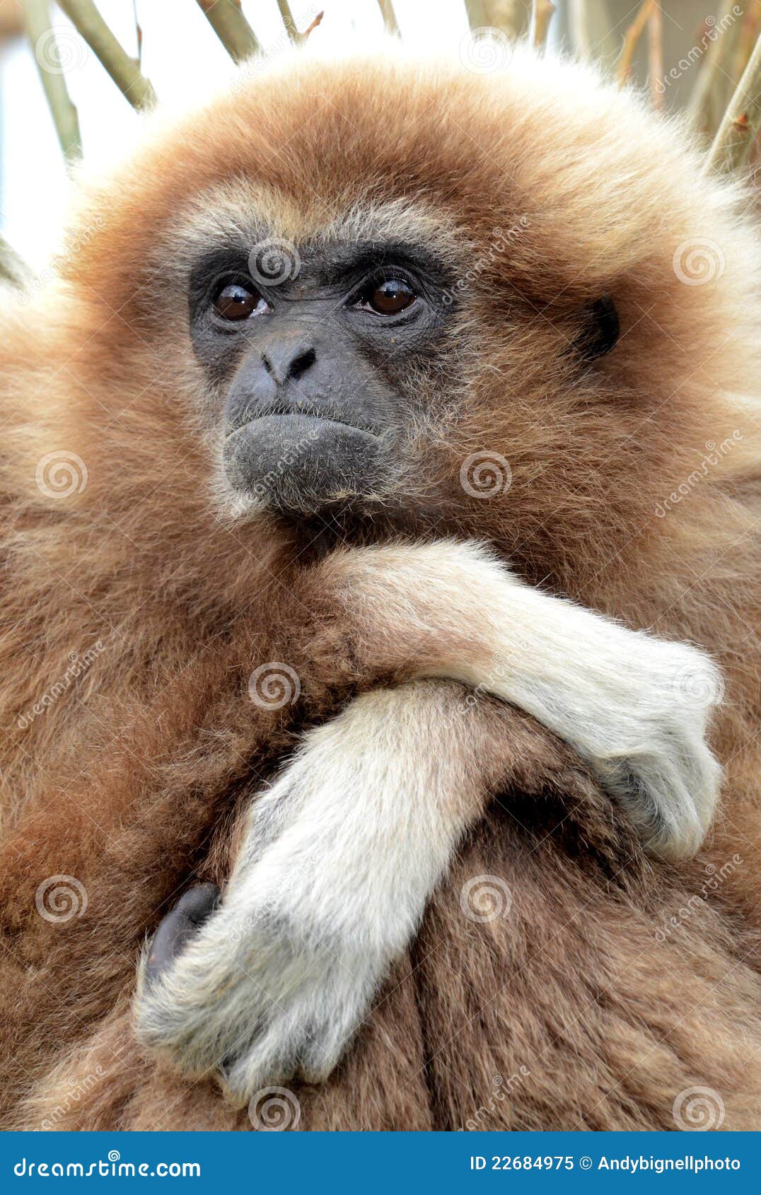 Lar Gibbon stock image. Image of handed, hylobates, diurnal - 22684975