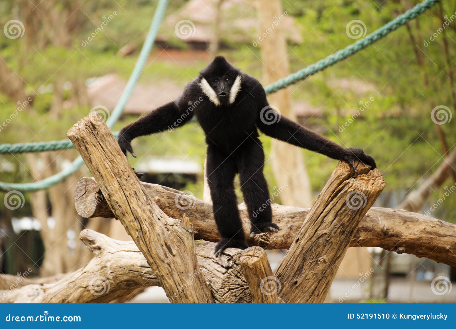 Lar gibbon stock photo. Image of animal, tree, thailand - 52191510