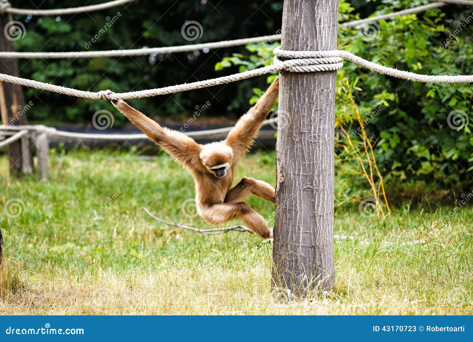Lar gibbon stock image. Image of mammal, funny, wildlife - 43170723