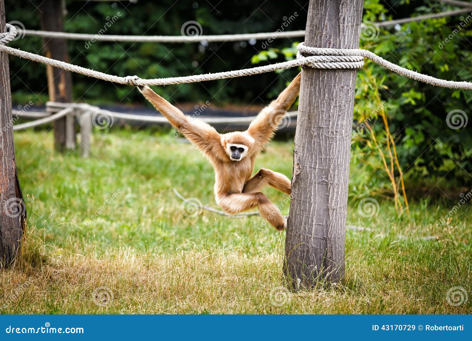 Lar gibbon stock image. Image of mammal, gibbons, face - 43170729