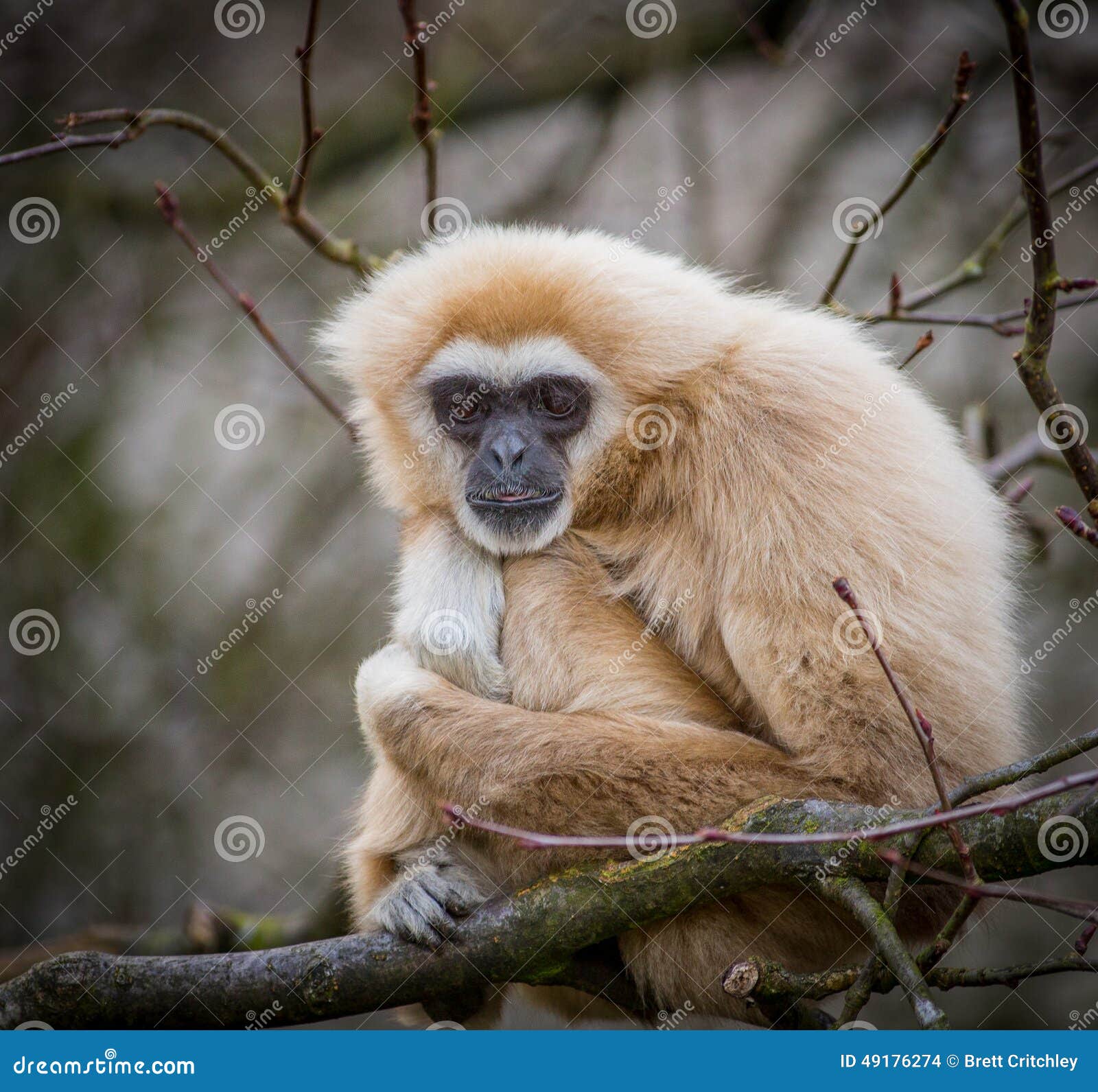Lar gibbon stock photo. Image of looking, hylobates, primate - 49176274