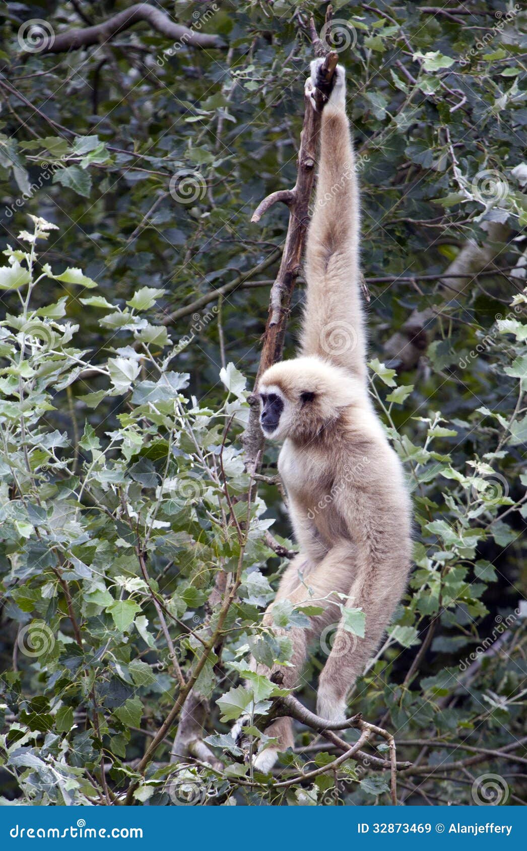 Lar Gibbon in tree stock image. Image of zoology, gibbon - 32873469
