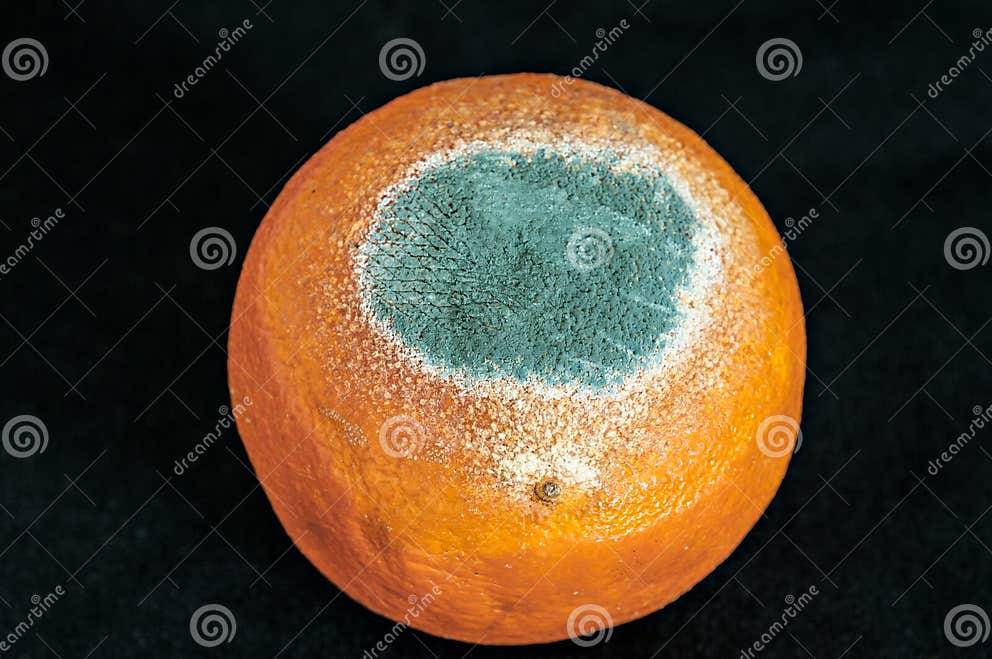 Laranja podre imagem de stock. Imagem de apodrecimento - 38956359