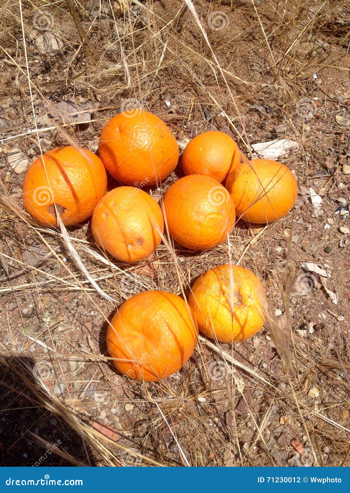 Laranjas foto de stock. Imagem de foto, laranjas, alaranjado - 71230012