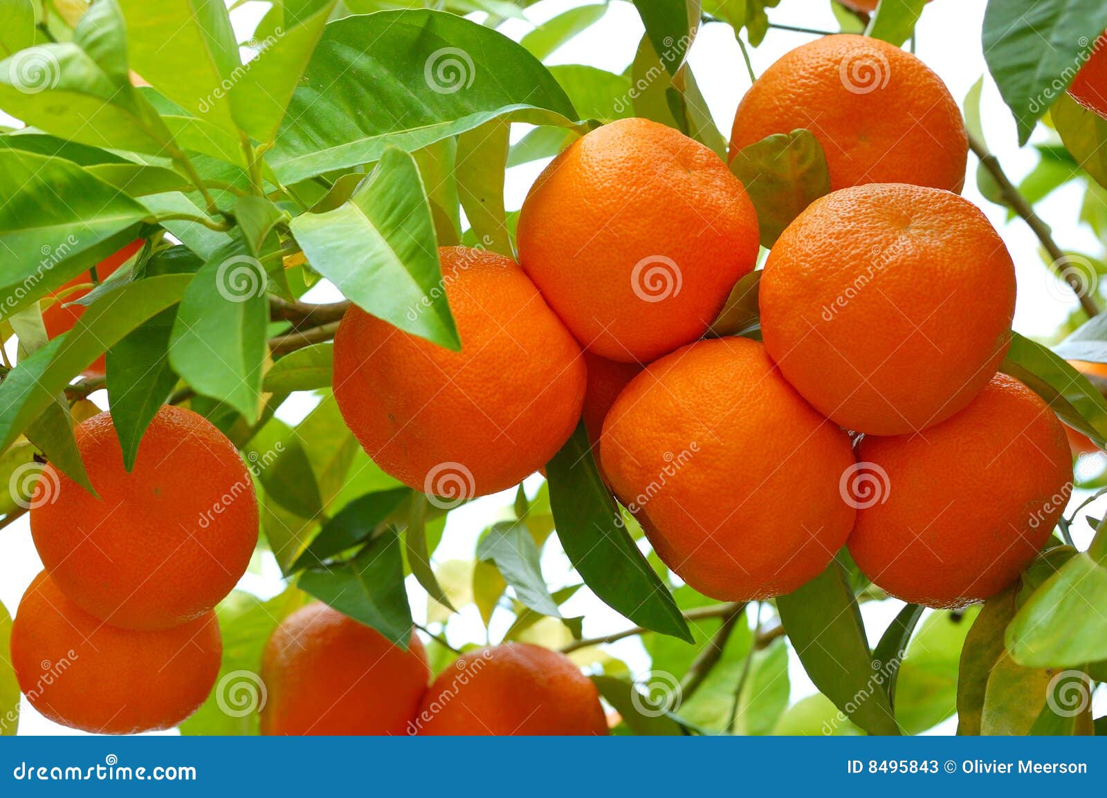 Laranjas biológicas imagem de stock. Imagem de laranjas - 8495843