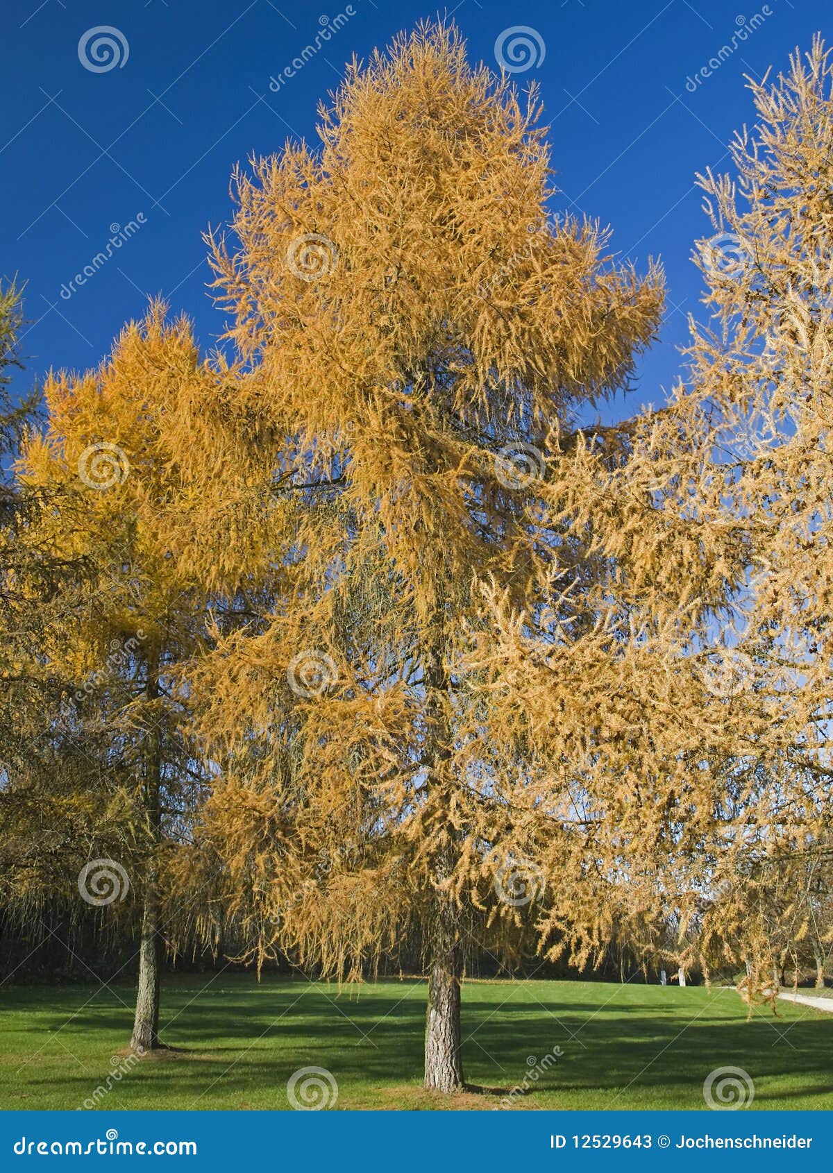 Larch stock image. Image of green, tree, beam, conifer - 12529643