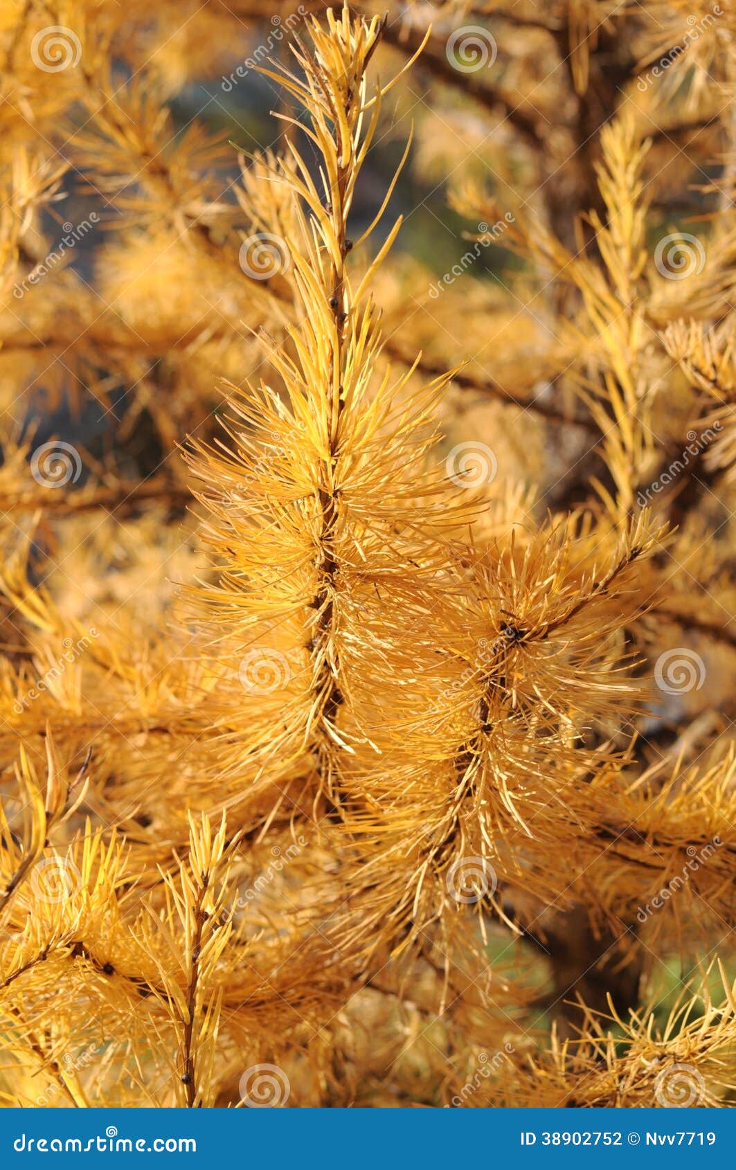 Larch in autumn stock photo. Image of nature, season - 38902752