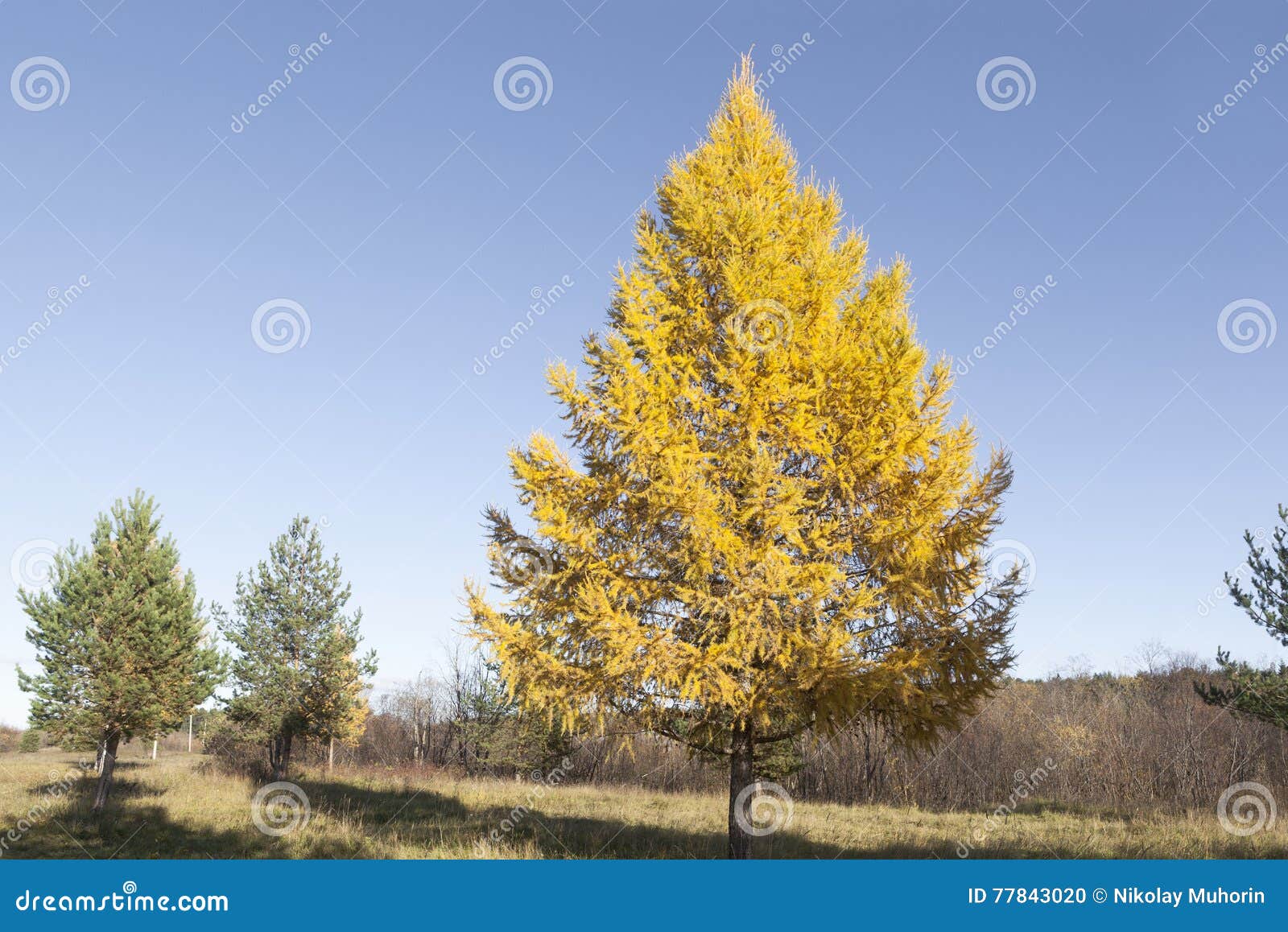 Larch in autumn stock photo. Image of sunny, strip, branches - 77843020