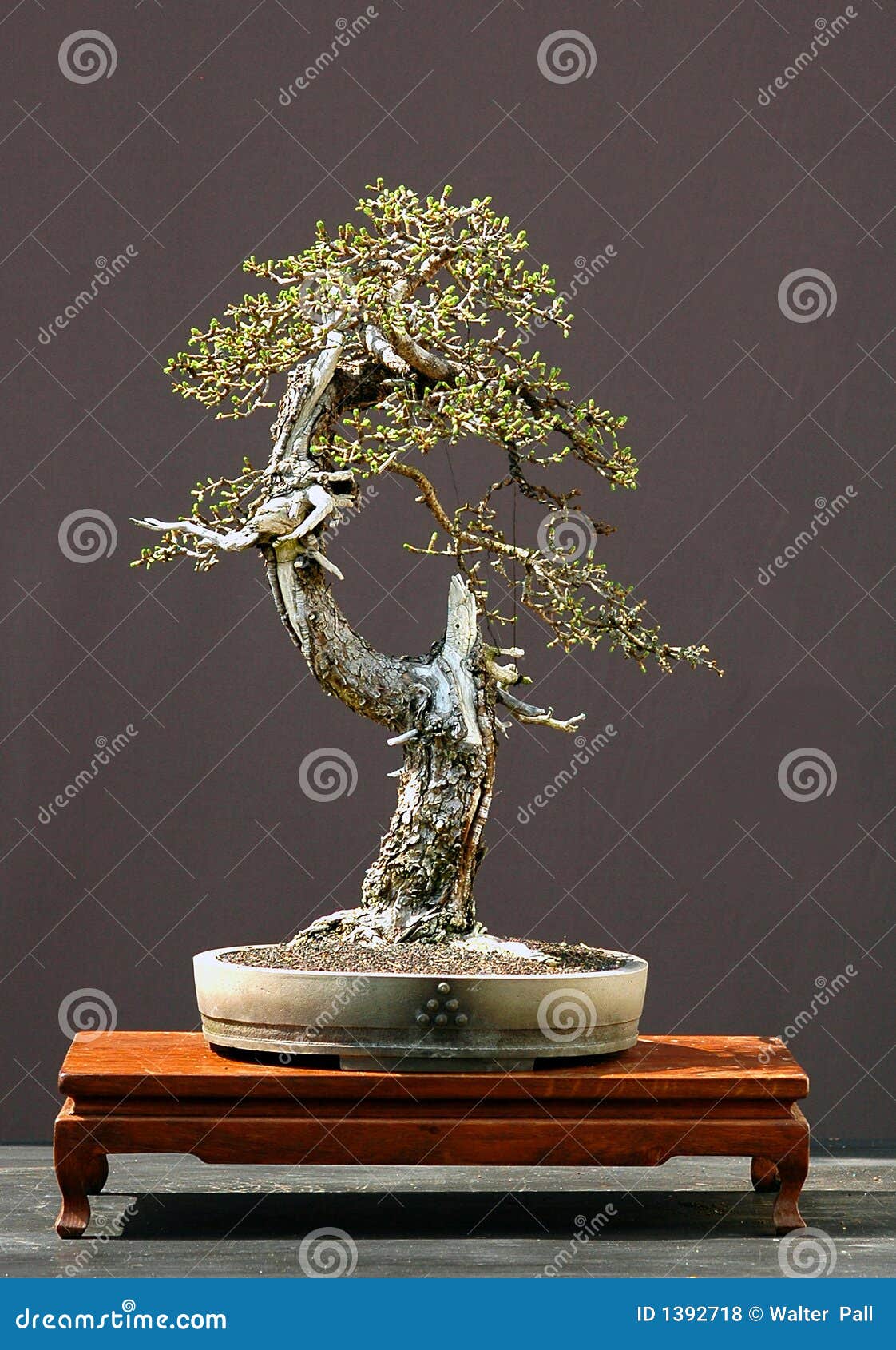 Larch Bonsai Picture. Image: 1392718