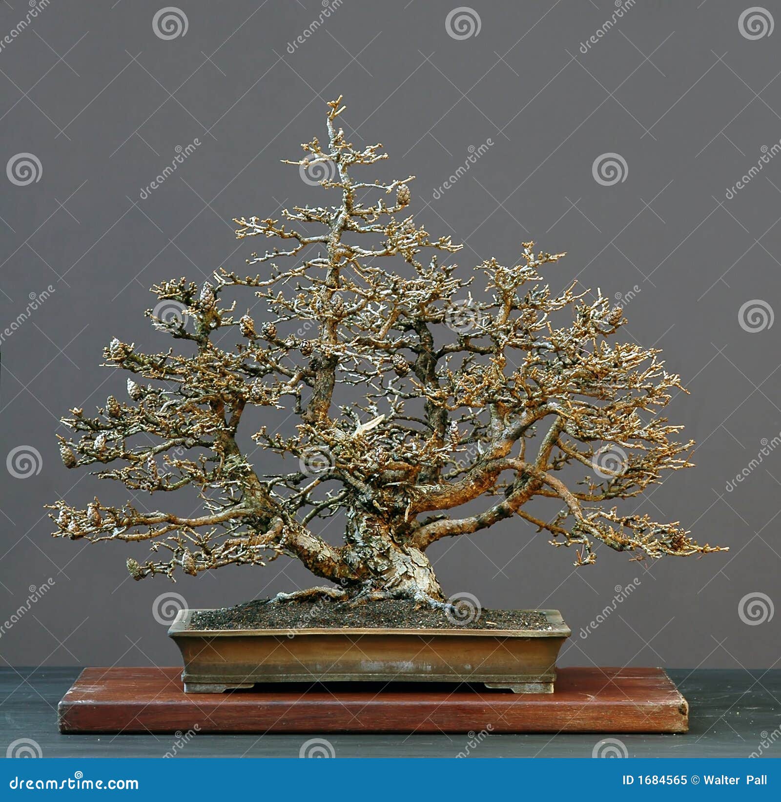 Larch bonsai in winter stock image. Image of decidua, winter - 1684565