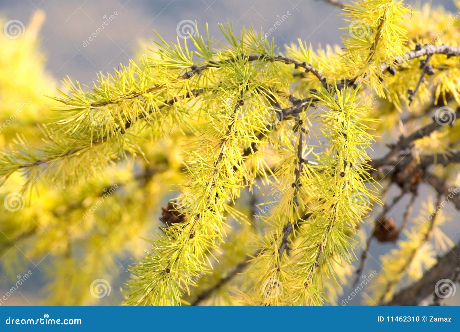 Larch branch stock photo. Image of needle, siberia, trees - 11462310