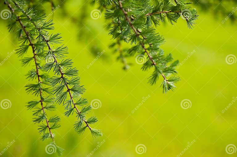 Larch Branch stock photo. Image of branches, detail, lively - 14942000