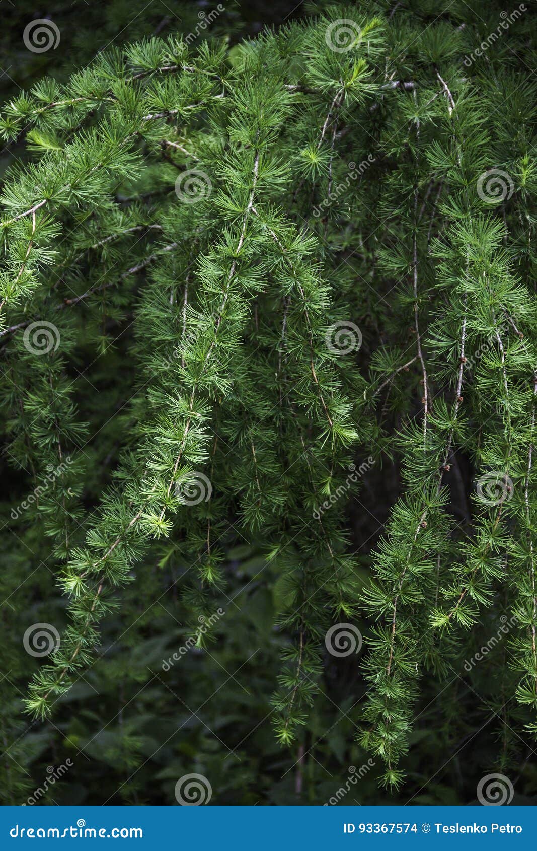 A larch branch stock photo. Image of coniferous, plants - 93367574