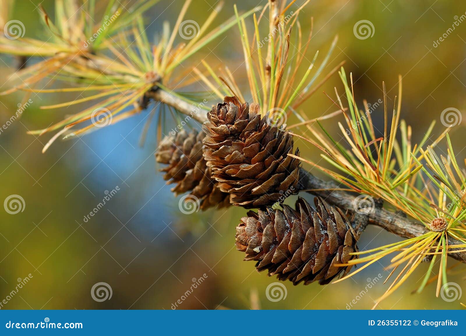 Larch Branch with Cones in Autumn Stock Photo - Image of conifer ...