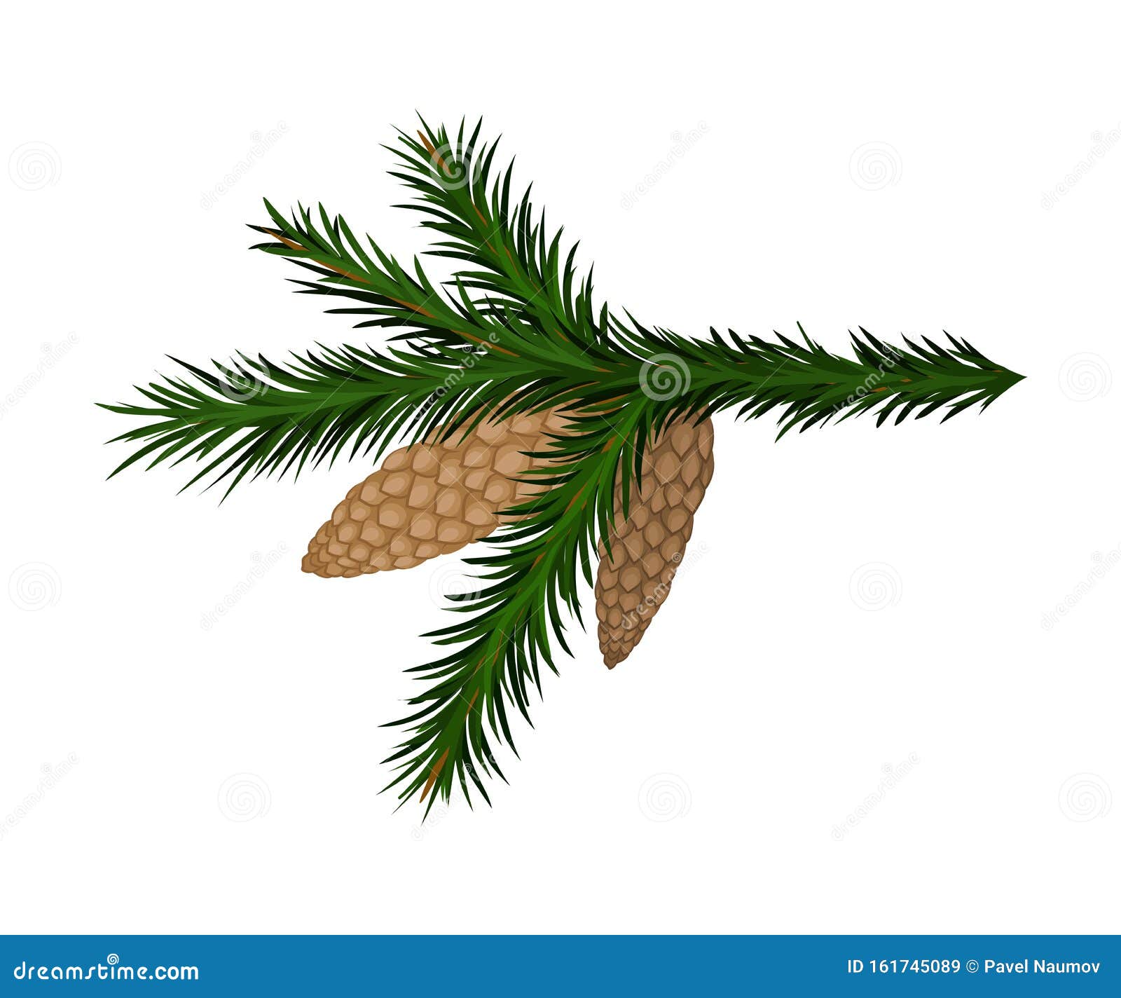 Larch Branch with Long Brown Cones. Vector Illustration. Stock Vector ...