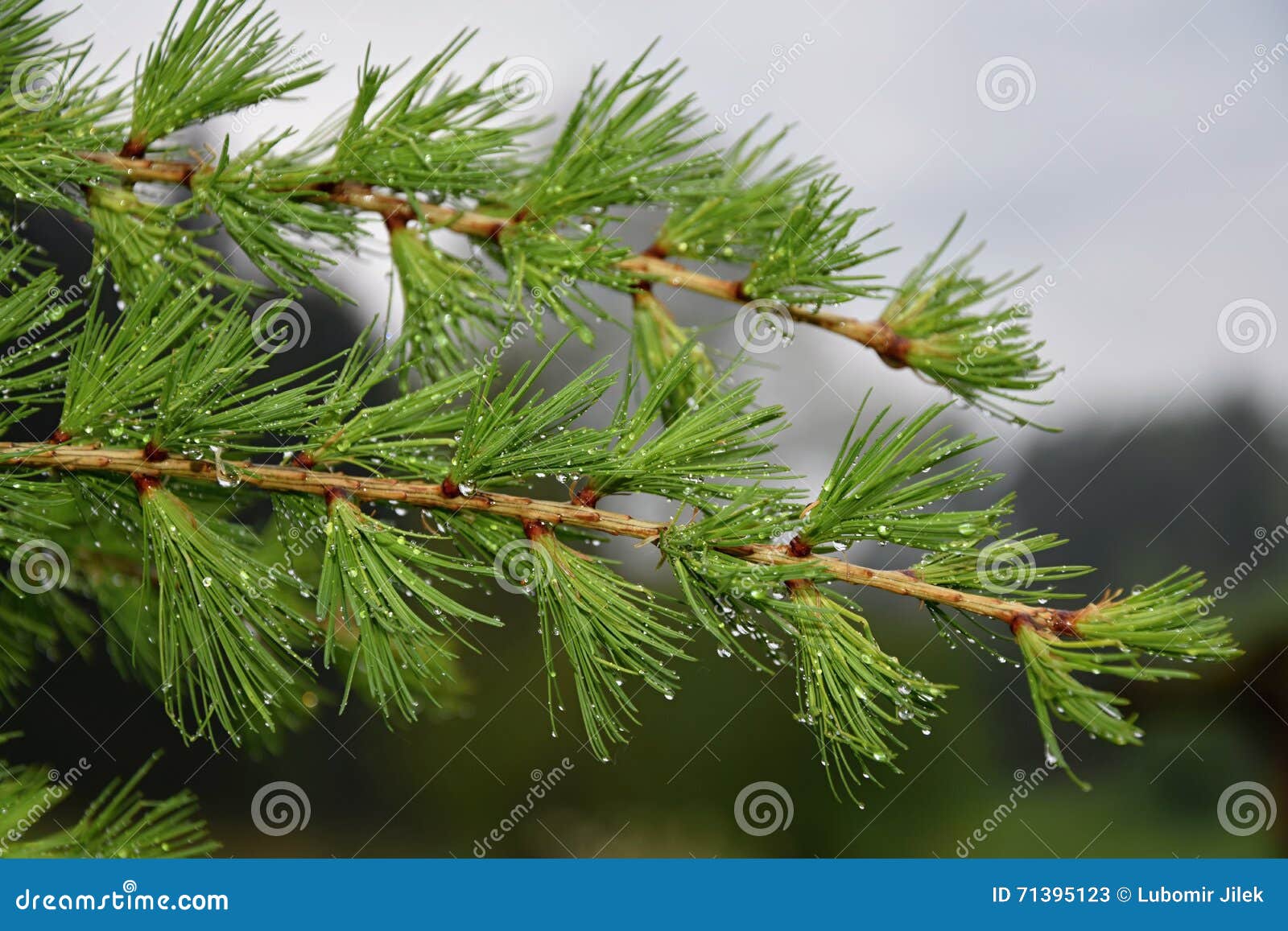 Larch Branch after Rain with Drops Stock Image - Image of color, larch ...