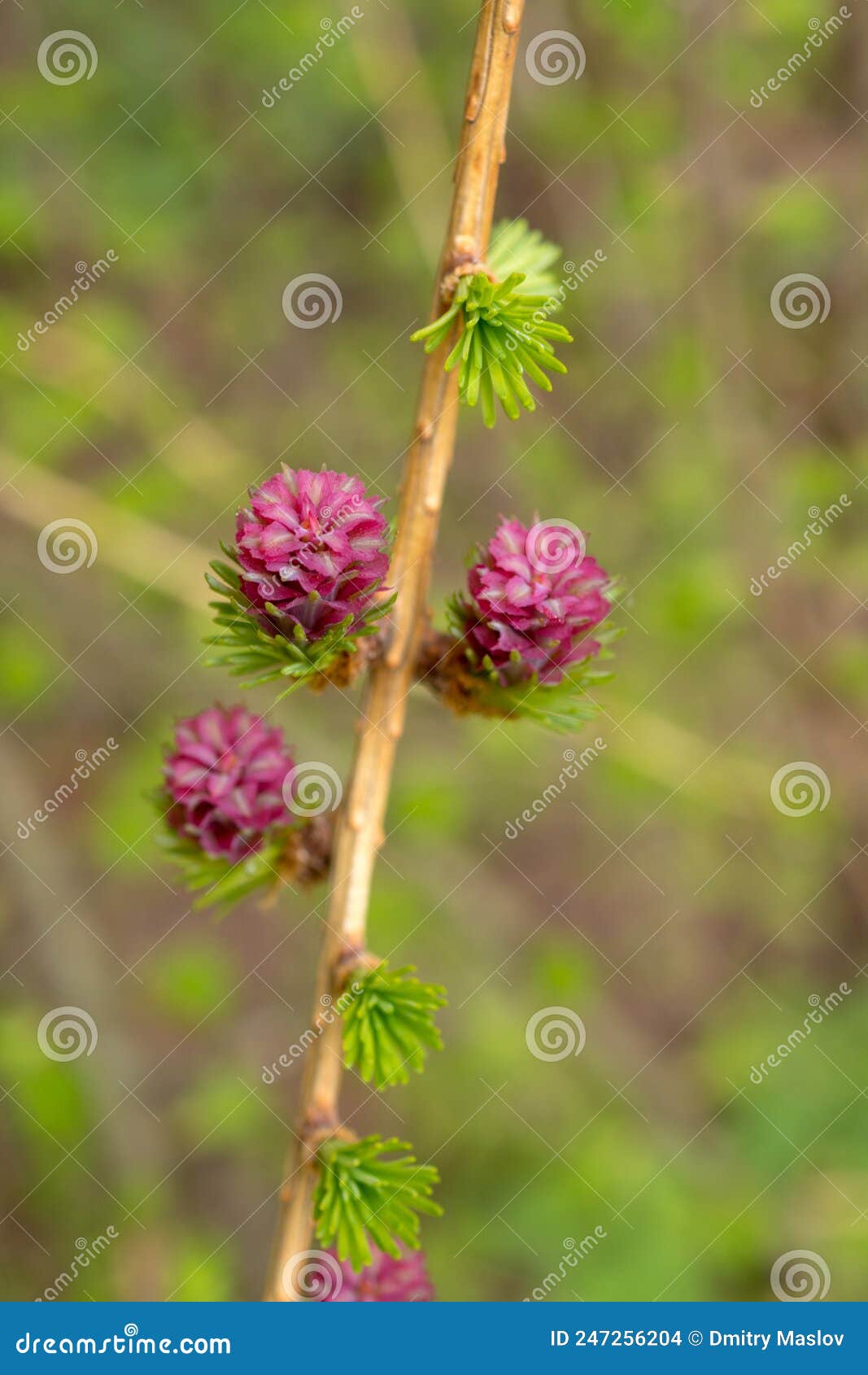 Larch branch with red buds stock photo. Image of nature - 247256204
