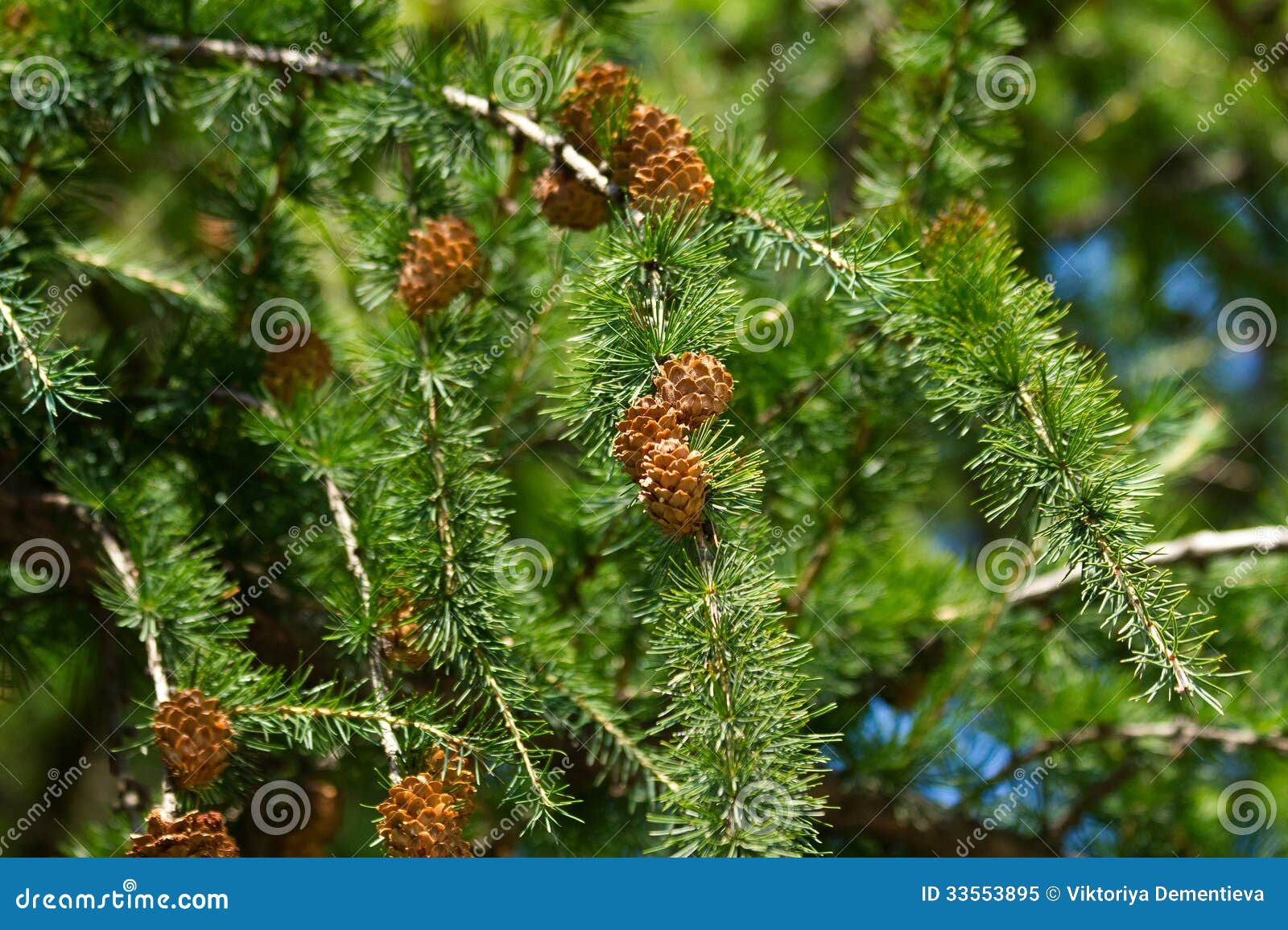 Larch branches with cones stock image. Image of fall - 33553895