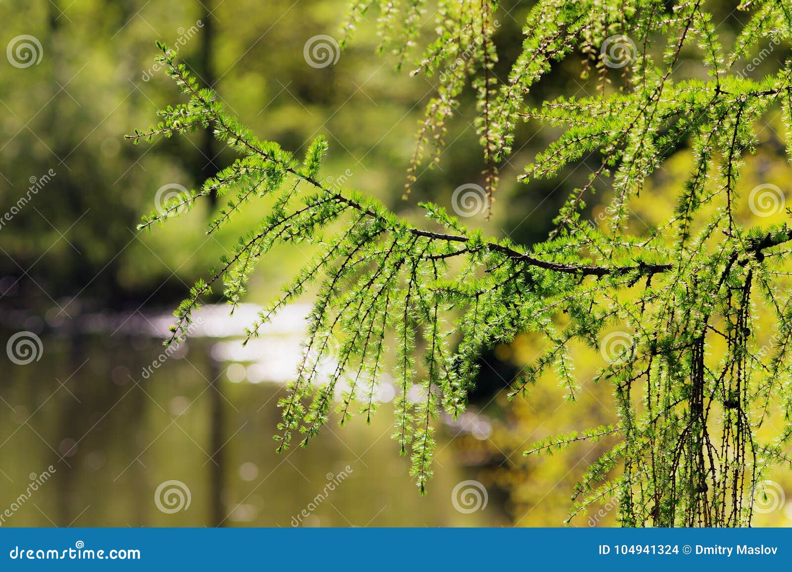 Larch Branches in the Foreground Stock Photo - Image of spring ...