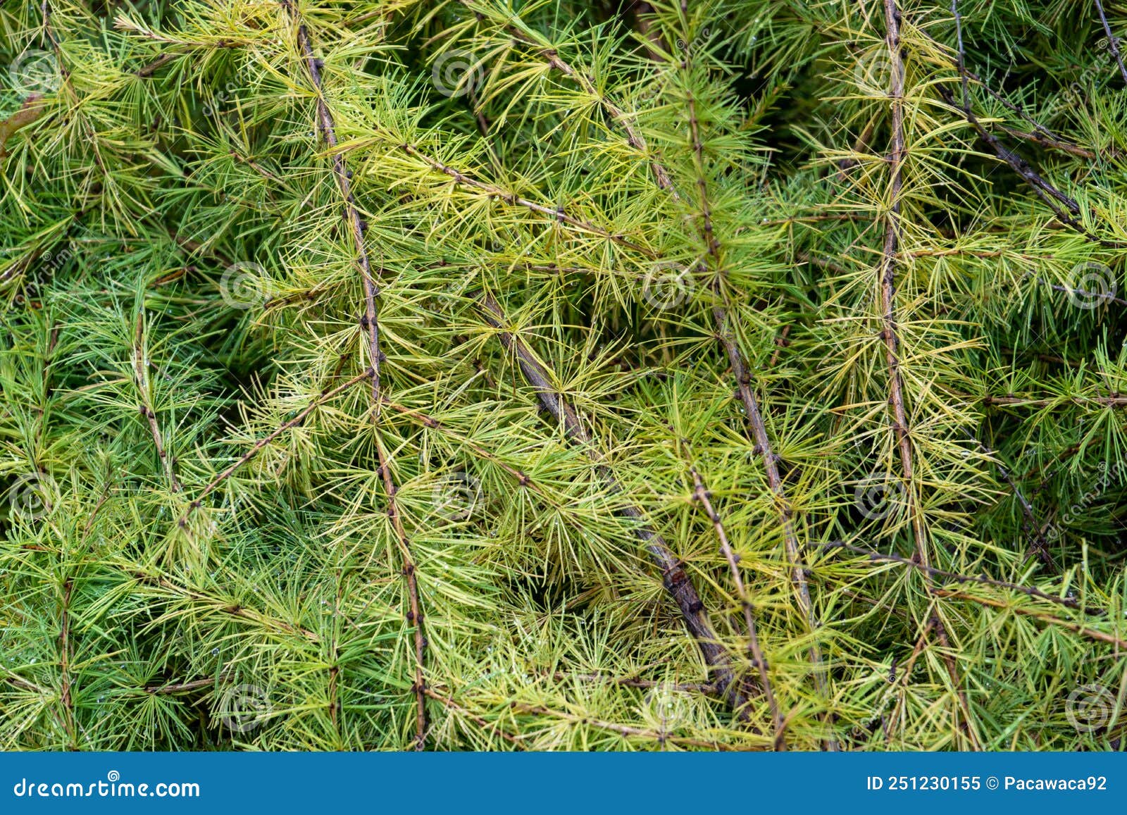 Larch Branches in Full Frame. Background of Dense Green Larch Branches ...