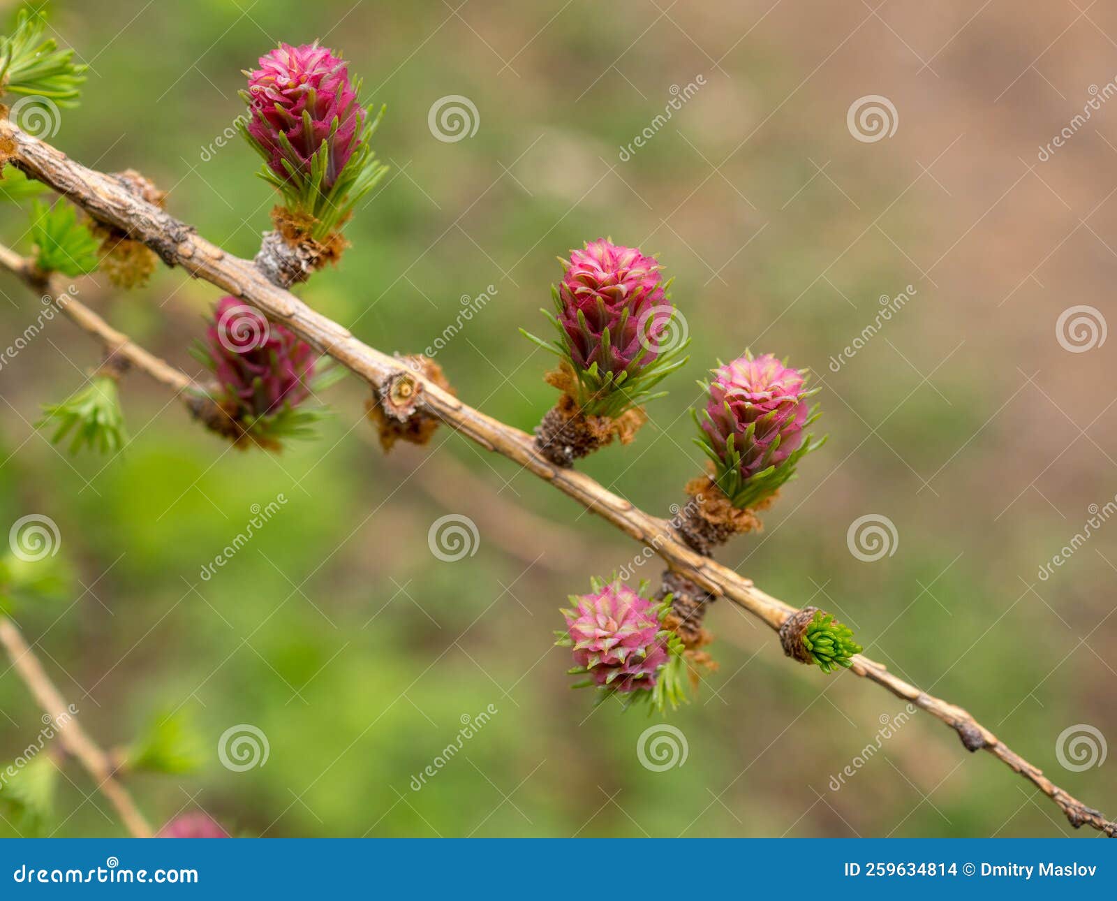 Larch Branches with Red Buds in Spring Stock Photo - Image of color ...