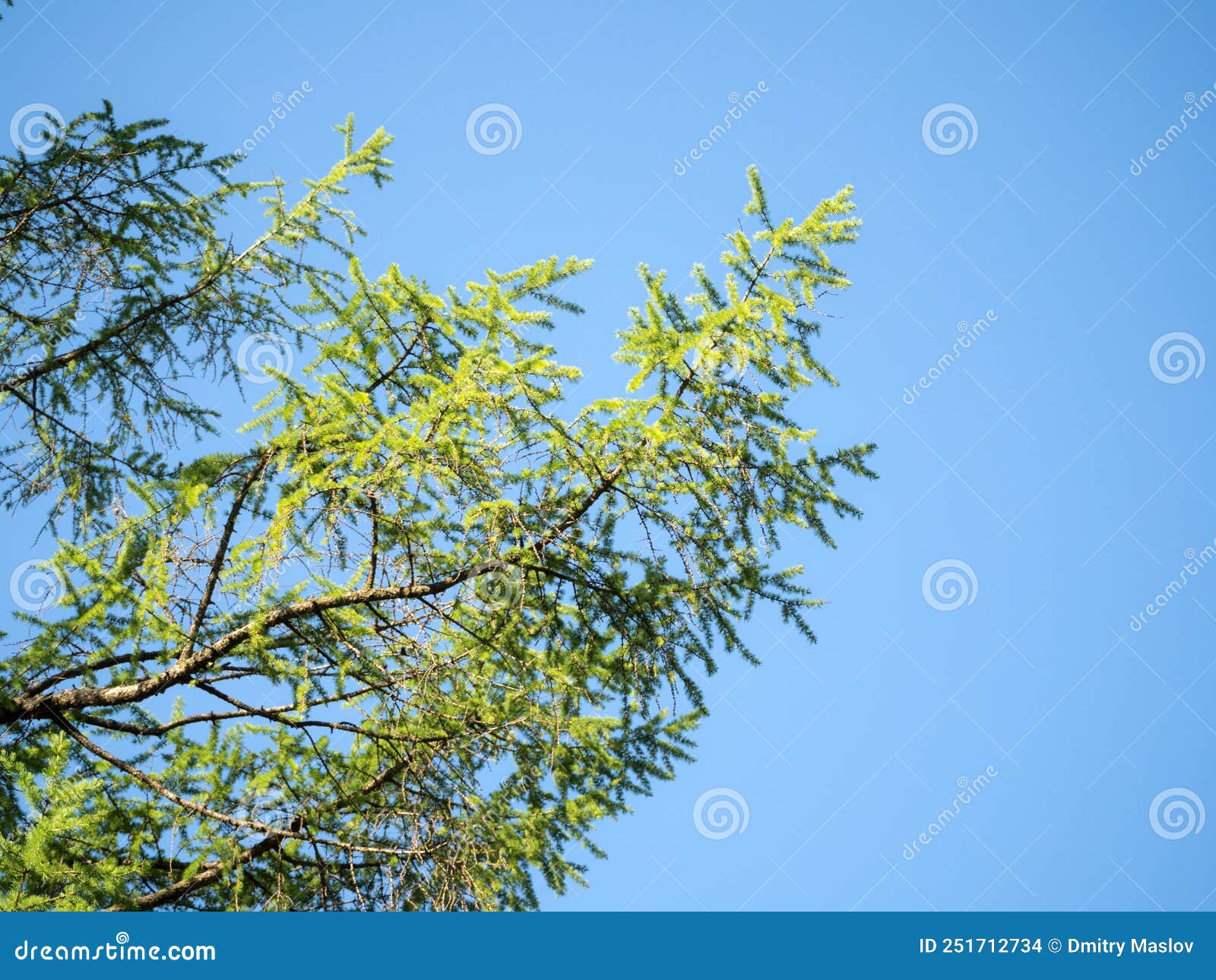 Larch branches in spring stock photo. Image of fresh - 251712734