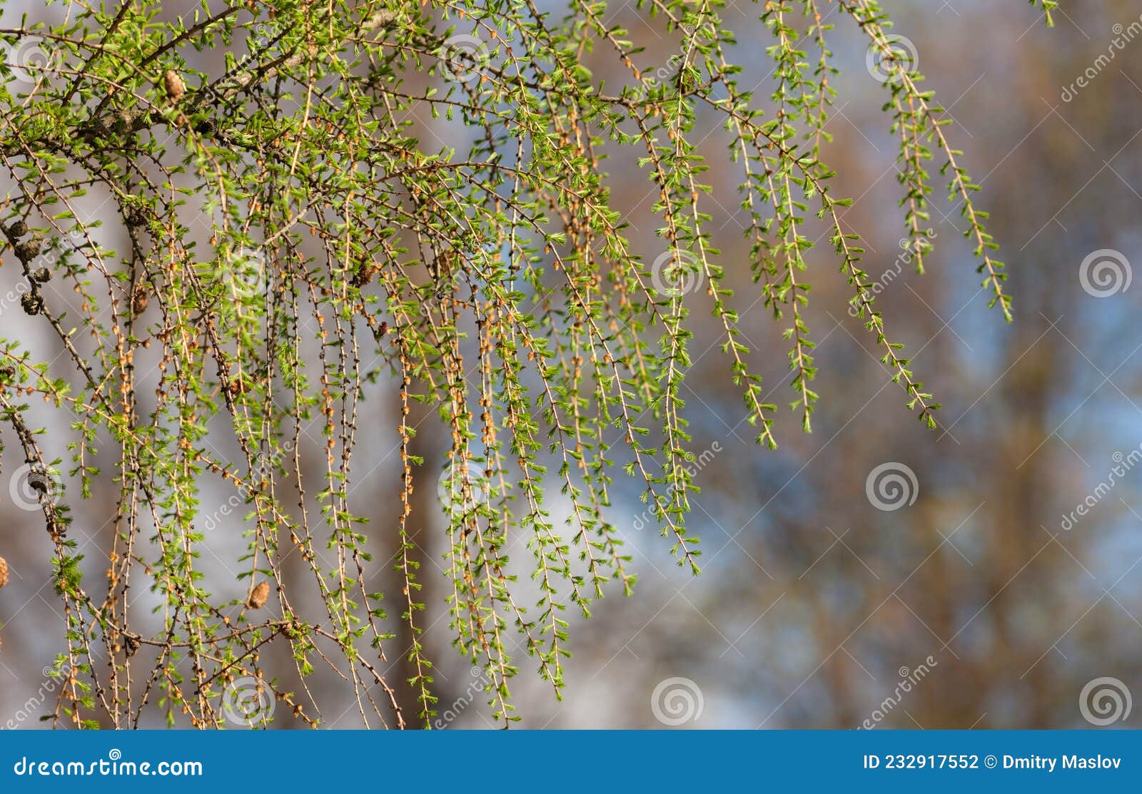 Larch Branches in the Spring Stock Photo - Image of outdoors, color ...