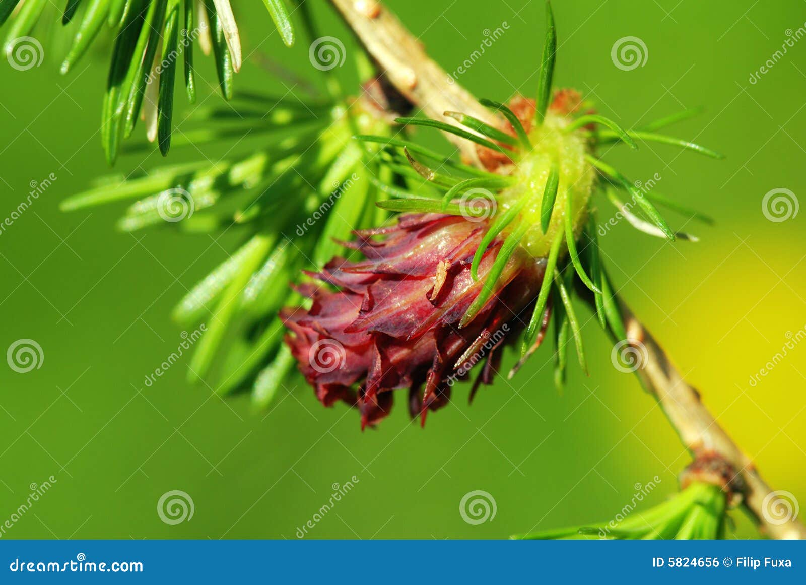 Larch cone stock photo. Image of pinecone, garden, spring - 5824656