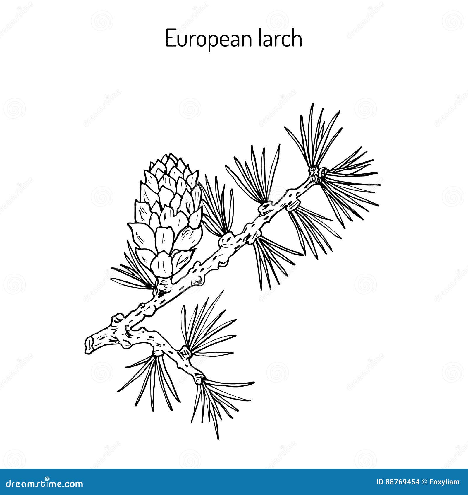 Larch cone and branch stock vector. Illustration of brown - 88769454