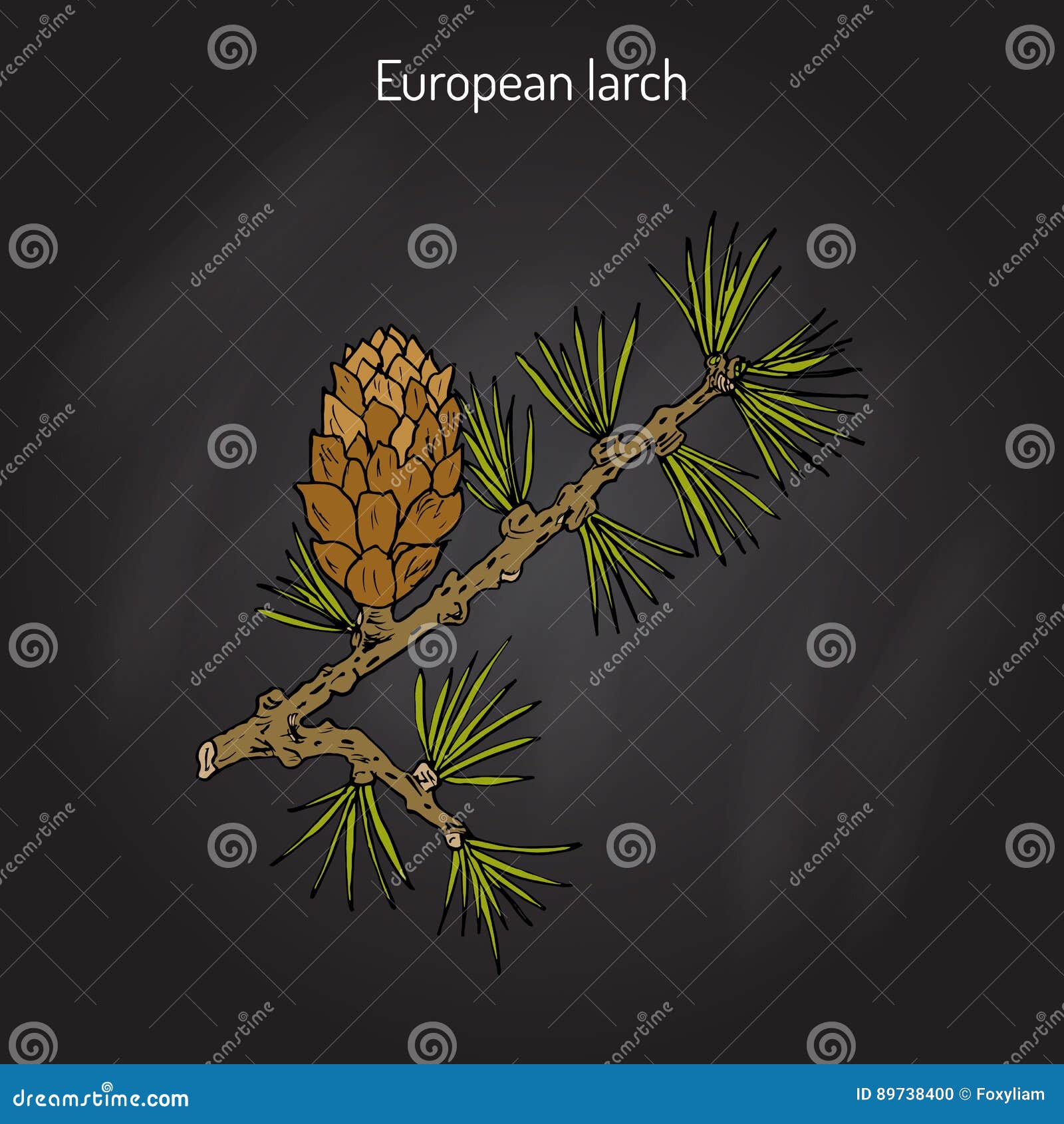 Larch cone and branch stock vector. Illustration of botany - 89738400