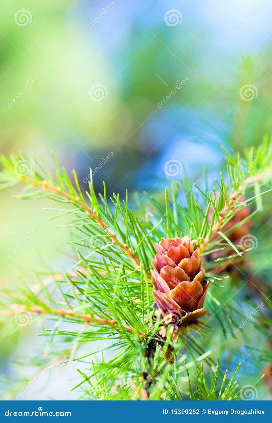 The larch cone on the tree stock photo. Image of close - 15390282