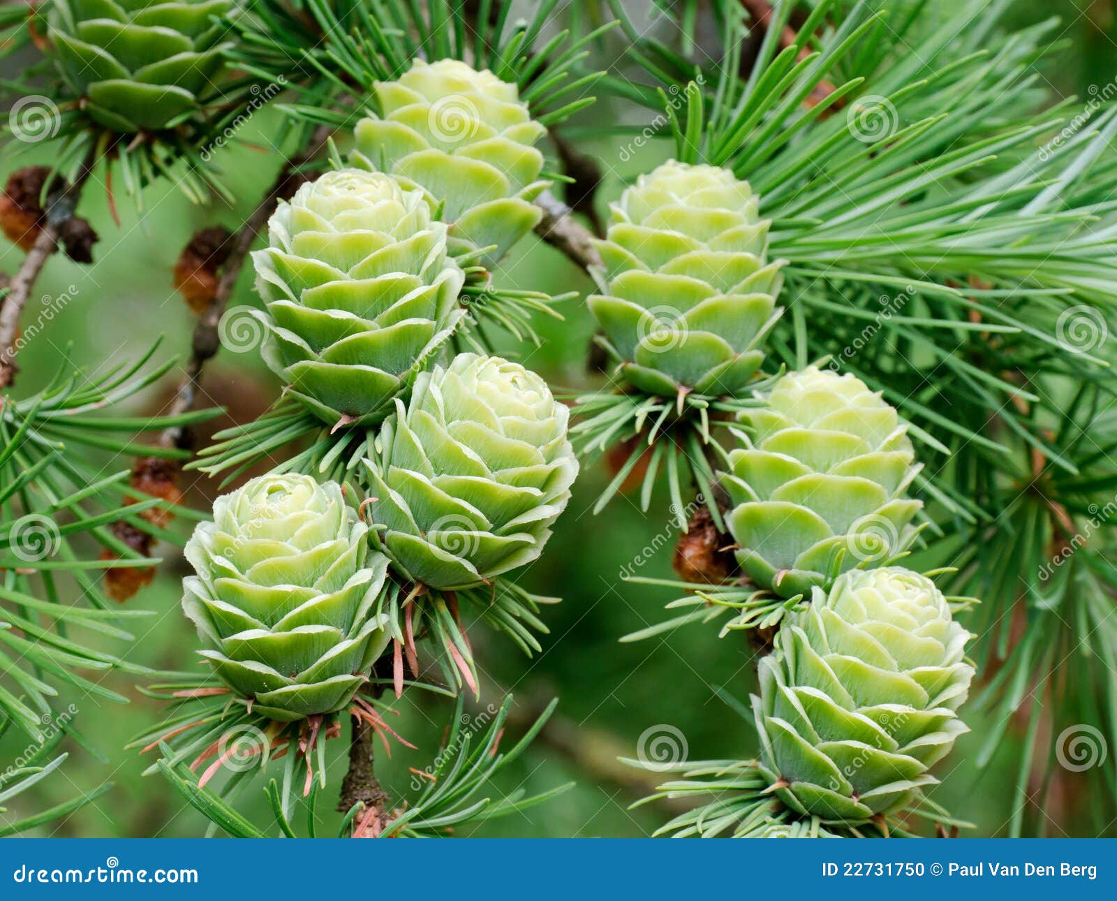 Larch cones stock photo. Image of decidua, needles, forest - 22731750