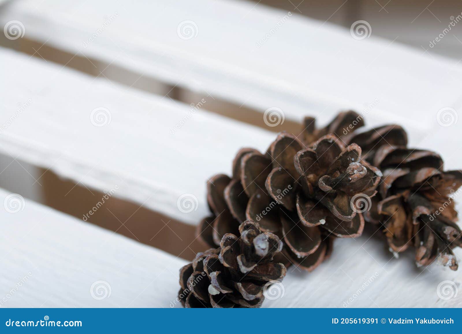 Larch Cones. on Boards Painted White Stock Image - Image of design ...