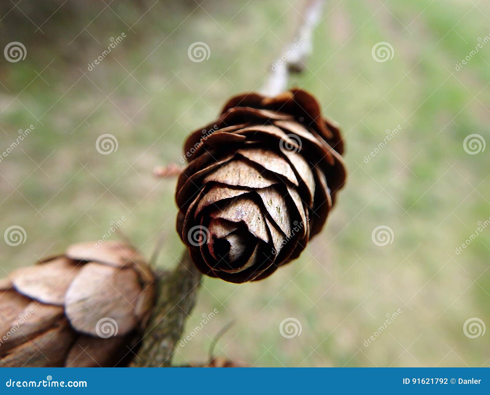 Larch Cones, Branch - Closeup Stock Photo - Image of branch, green ...