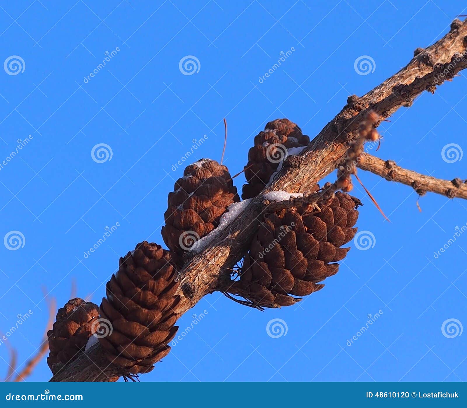 Larch Cones stock photo. Image of larch, deciduous, tree - 48610120