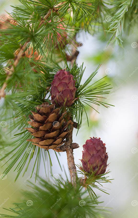 Larch cones stock image. Image of branch, seasons, larch - 31472885