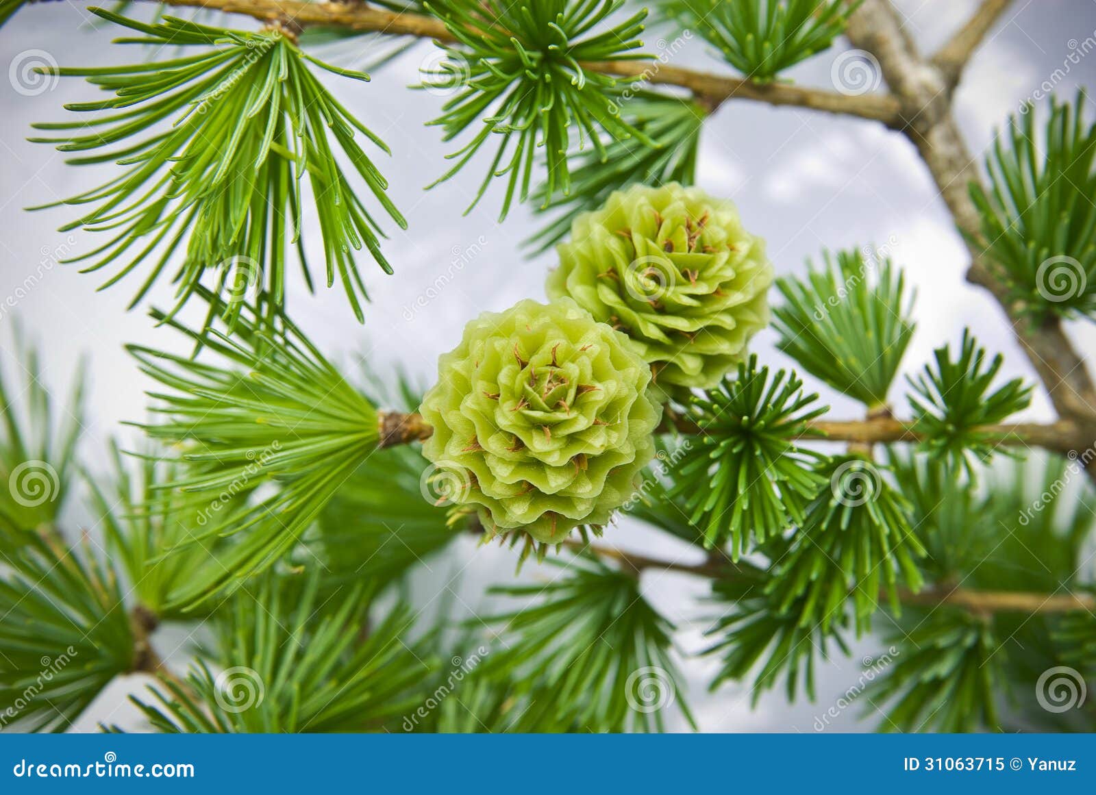 Larch cones . stock image. Image of spring, conifer, closeup - 31063715