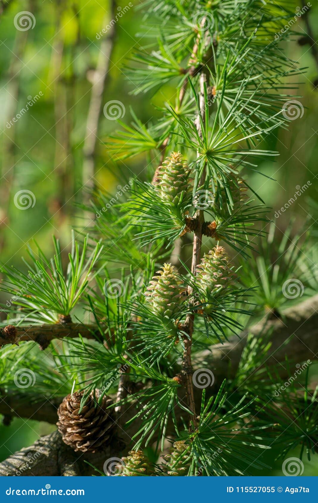 Larch Cones on Twig in Spring Stock Image - Image of green, color ...